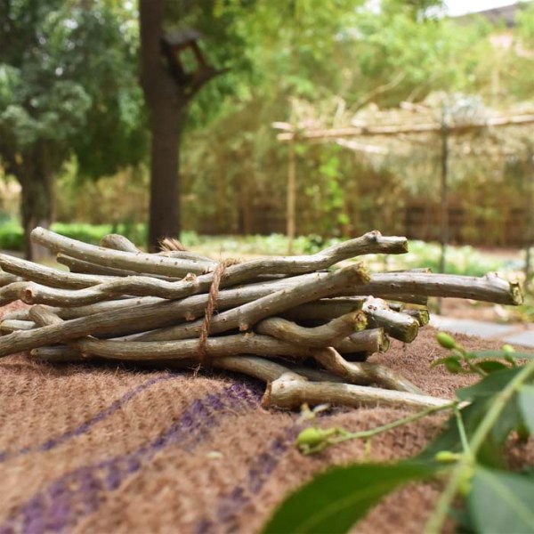 Neem Giloy – The Sabz Bagh